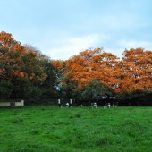 Photos from around Moyvane - Moyvane - The Middle Plain